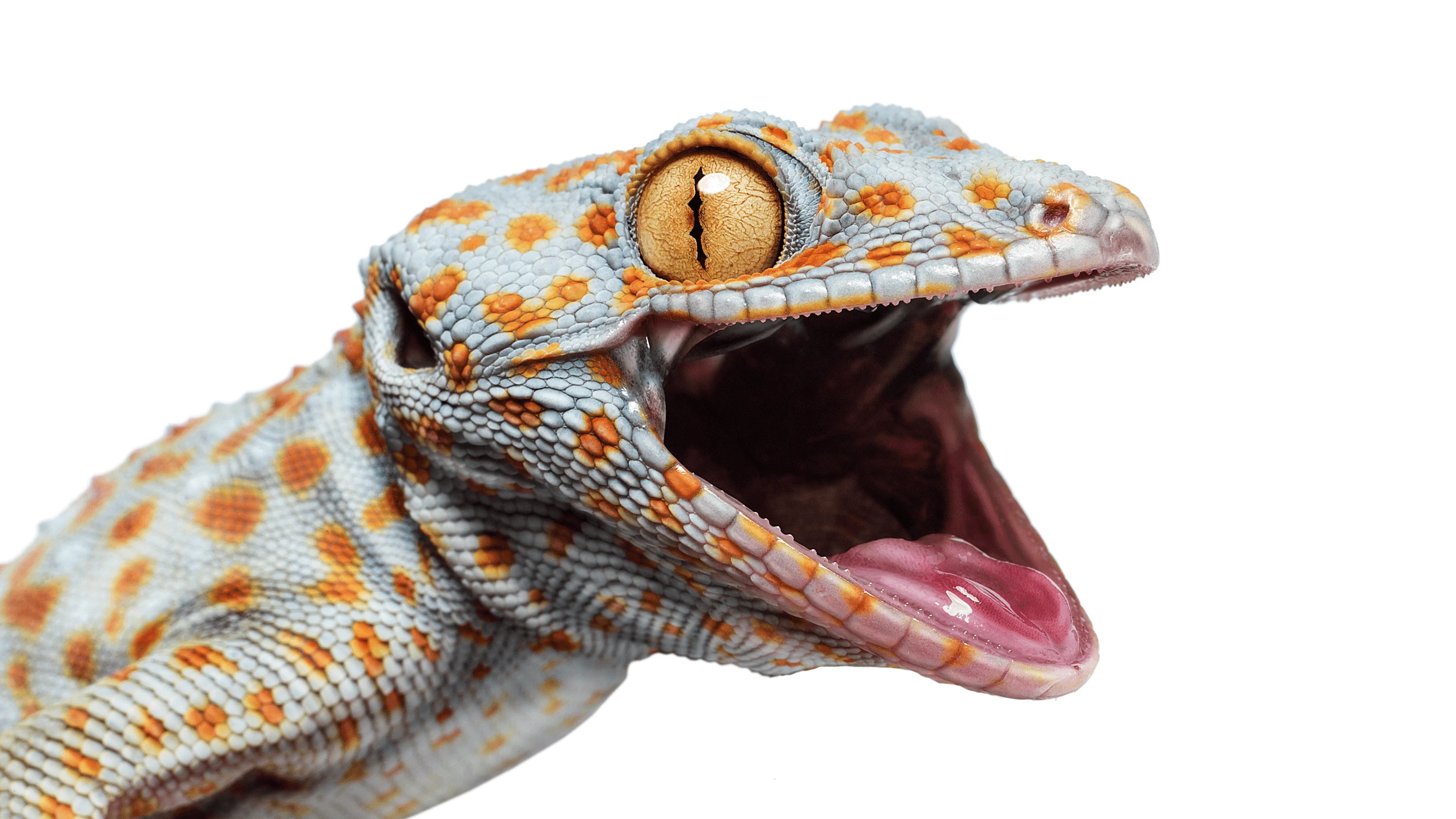 Creature - Andrew Zuckerman